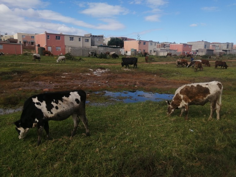 Township stock farmers want fewer fines and more help | GroundUp