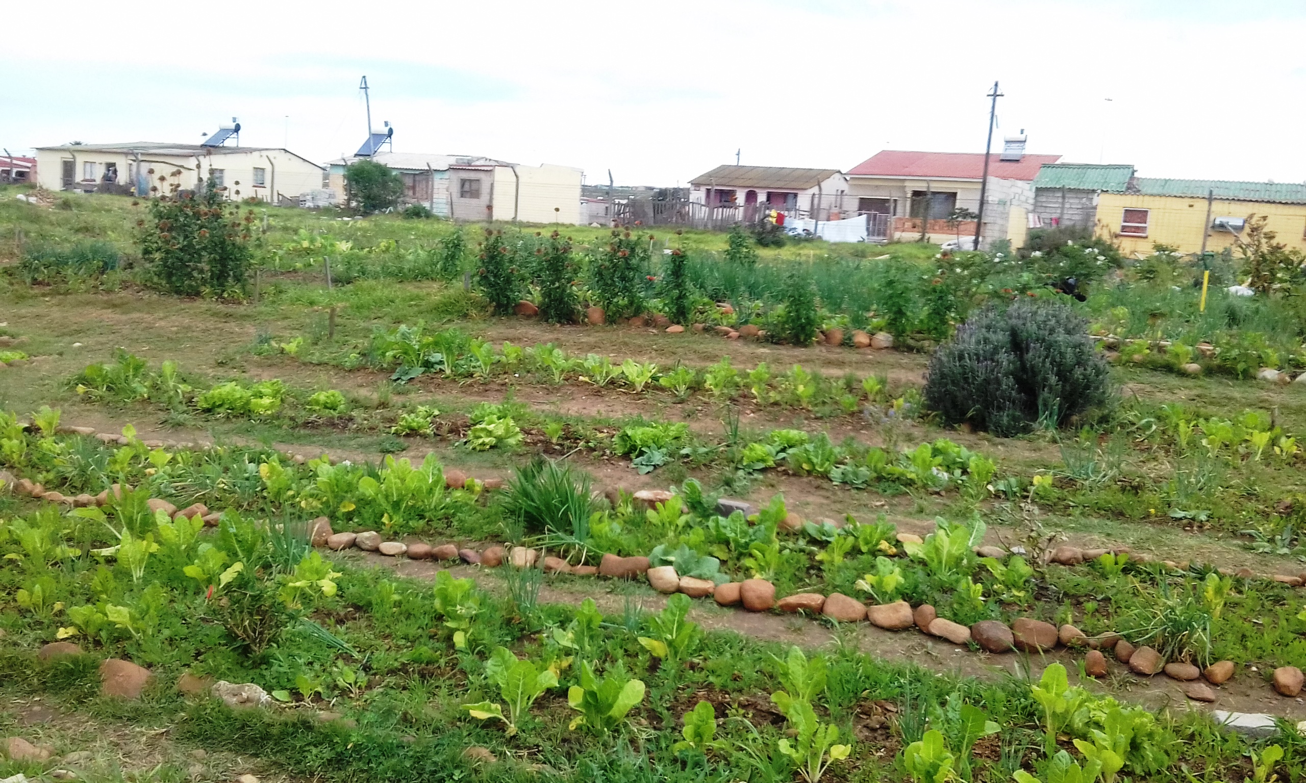 Growing success of school vegetable garden | GroundUp