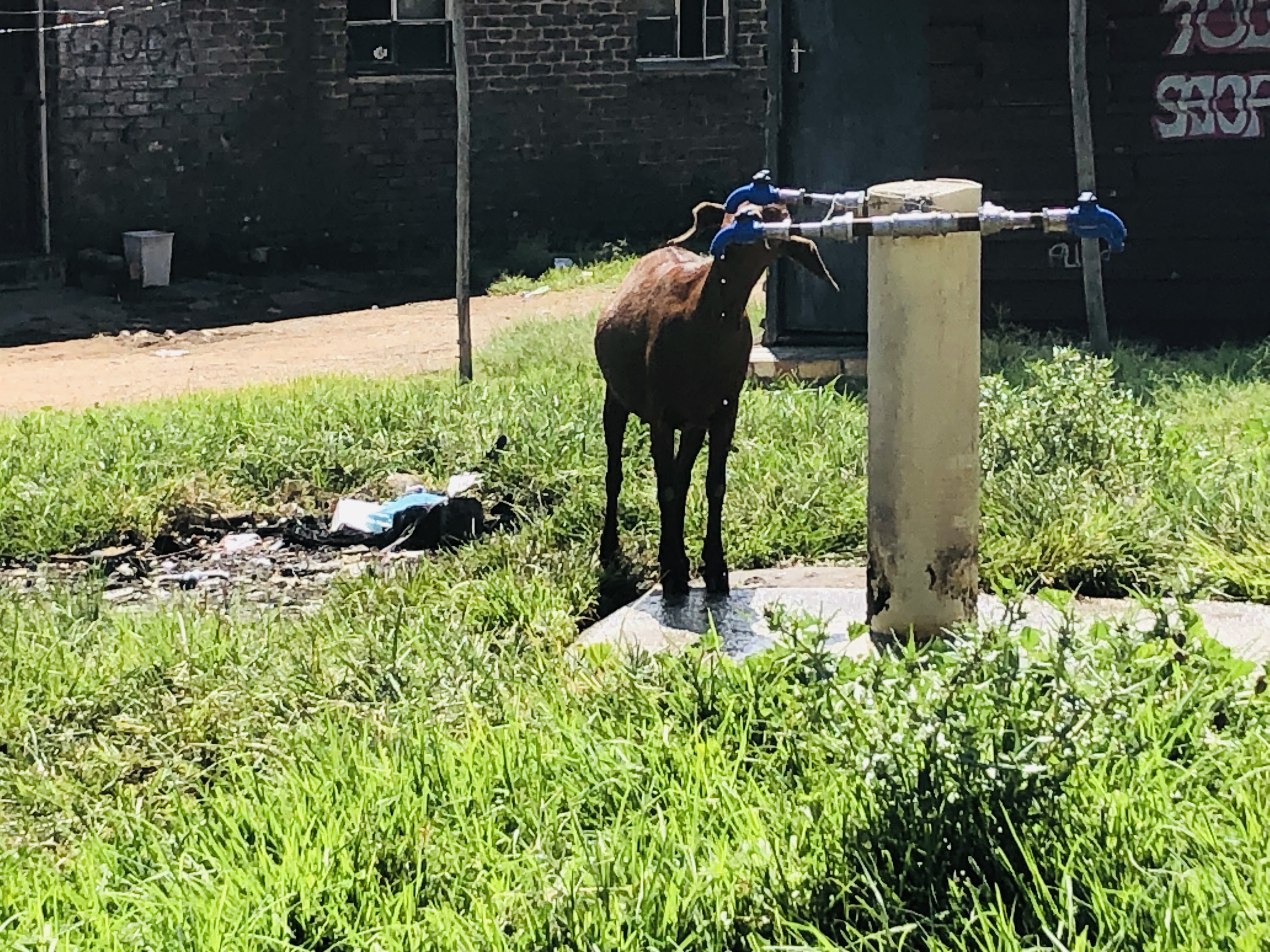 Joburg mayor snubs Diepkloof Hostel to deal with water crisis | GroundUp